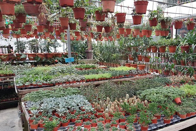 Cameron Highlands Full-Day Tour - FAQ