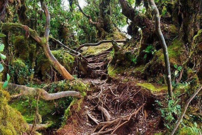 Cameron Highlands: Nature's Wonder Amazing Rafflesia Explorer - Who Should Consider This Tour?