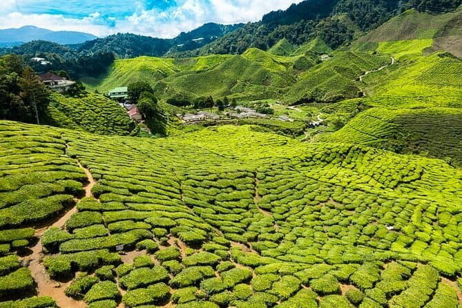 Cameron Highlands Private Day Tour from Ipoh, Package B - What Does This Tour Mean for You?