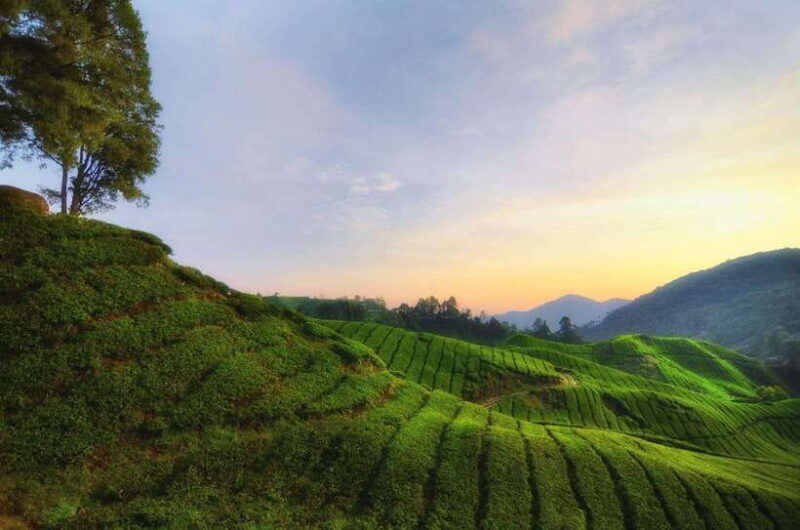 Cameron Highlands Private Day Tour from Kuala Lumpur - Key Points