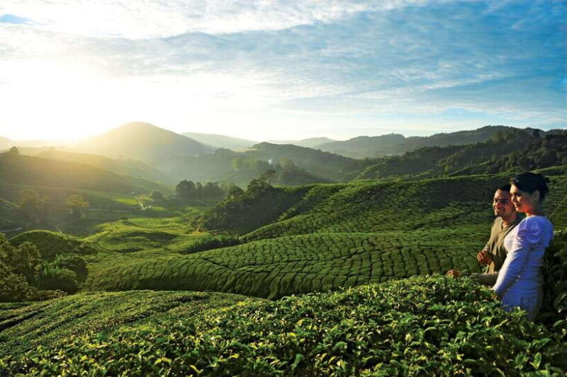 Cameron Highlands Private Day Tour from Kuala Lumpur - In-Depth Review of the Tour