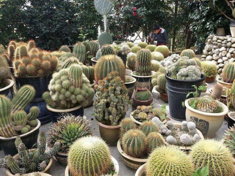 Cameron Highlands Private Day Trip - Key Points