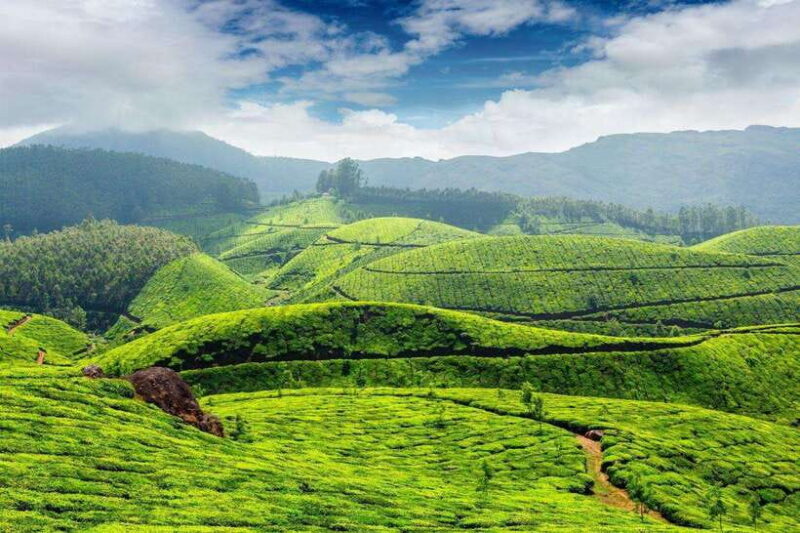 Cameron Highlands Private Day Trip - FAQ