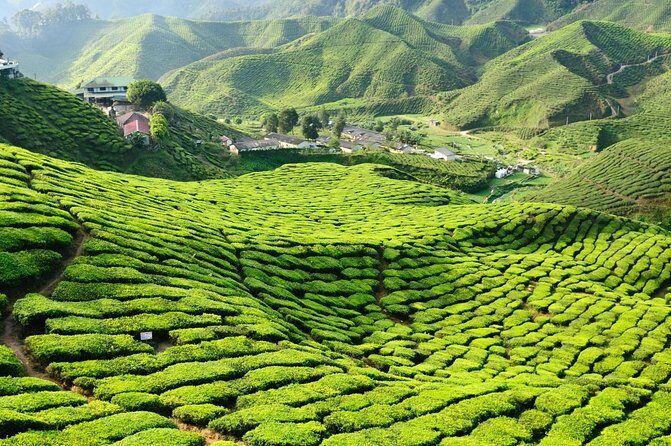 Cameron Highlands Sunrise Discovery - An In-Depth Look at the Cameron Highlands Sunrise Discovery Tour