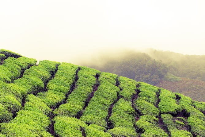 Cameron Highlands To Kuala Lumpur International Airport - FAQ
