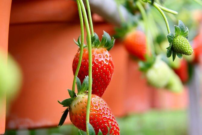 Cameron Highlands Tour from Kuala Lumpur - FAQs