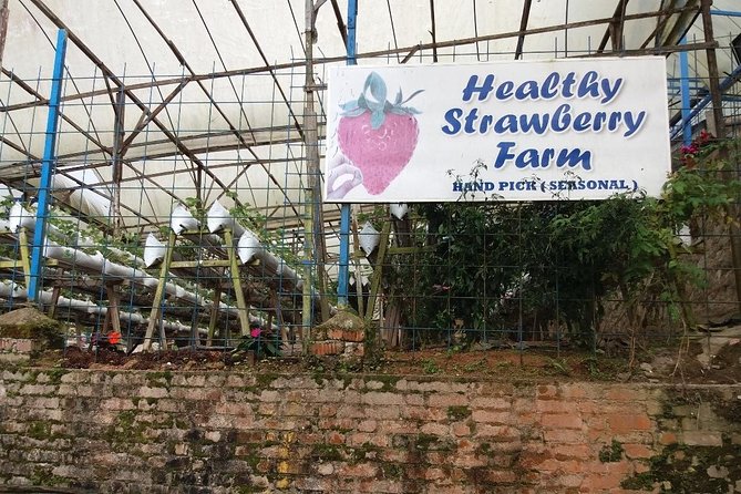 Cameron Highlands Tour From Kuala Lumpur (Private Tour) - Ringlet: Culture and Agriculture