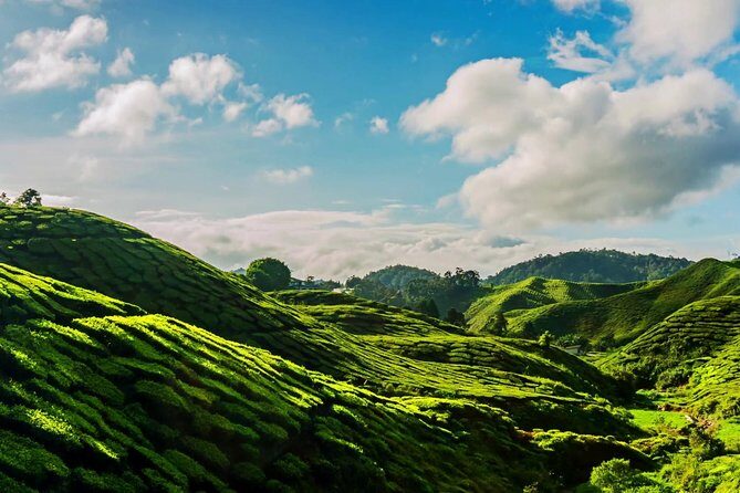Cameron Highlands Tour on Private Basis - A Detailed Look at the Cameron Highlands Private Tour