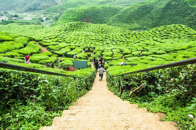 Cameron Highlands Tour on Private Basis - FAQs