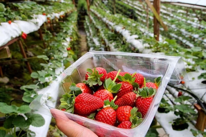 Cameron Highlands Tour - What to Expect on the Day
