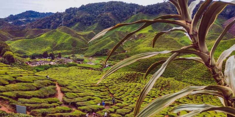 Cameroon Highland : Best nature in highland - Is It Worth the Price?