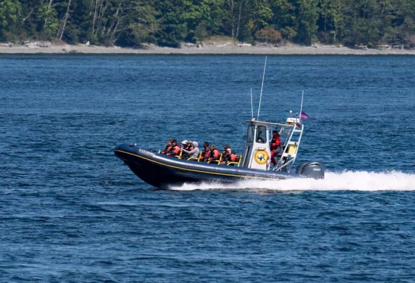 Campbell River: 4 Hour Whale & Wildlife Zodiac Boat Tour - An In-Depth Look at the Campbell River Wildlife & Whale Tour