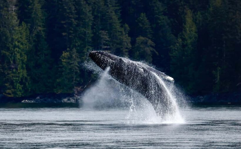 Campbell River: 4 Hour Whale & Wildlife Zodiac Boat Tour - Authentic Reviews: What Travelers Say