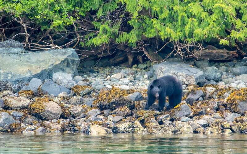 Campbell River: 4 Hour Whale & Wildlife Zodiac Boat Tour - Who Will Love This Tour?