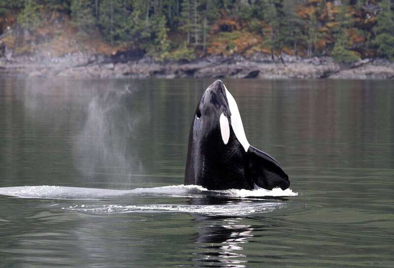 Campbell River: 6 Hour Covered Whale Watching Tour w/ Lunch - A Full Breakdown of the Whale Watching Experience