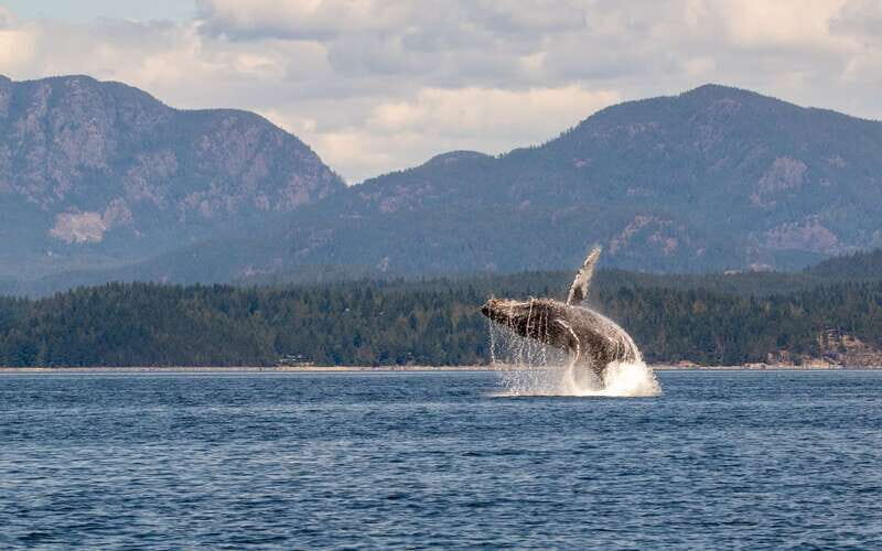 Campbell River: 6 Hour Covered Whale Watching Tour w/ Lunch - Final Thoughts