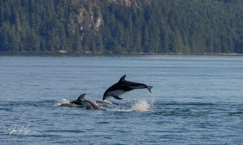 Campbell River: 6 Hour Covered Whale Watching Tour w/ Lunch - FAQ