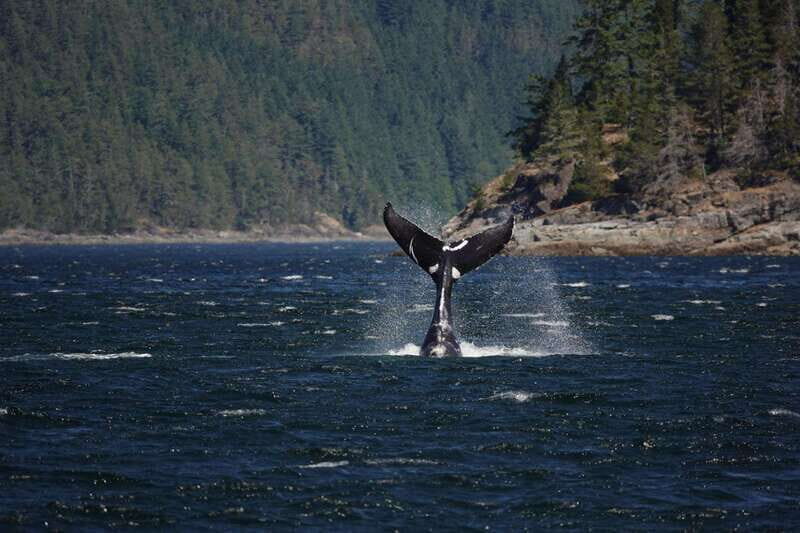 Campbell River: 6-Hour Whale Watching Boat Tour - An Authentic Marine Adventure in Campbell River