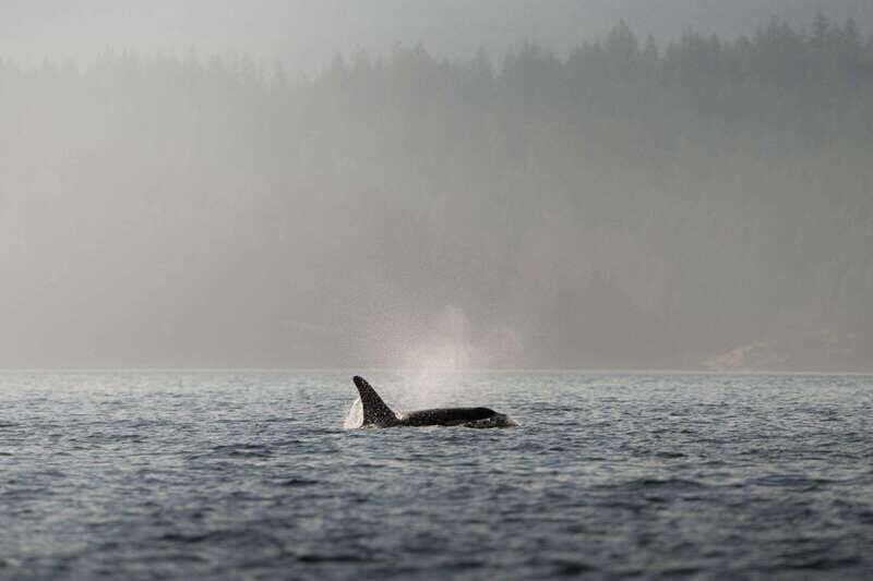 Campbell River: 6-Hour Whale Watching Boat Tour - In The Sum Up