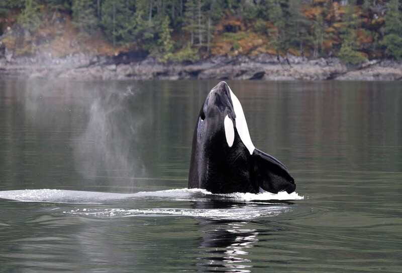 Campbell River: 6 Hour Zodiac Whale Watching Tour w/ Lunch - FAQ