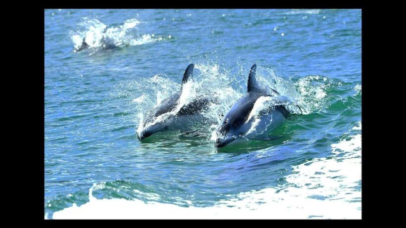 Campbell River: 7-Hour Big Animal Encounter Boat Tour - A Deep Dive into the Experience