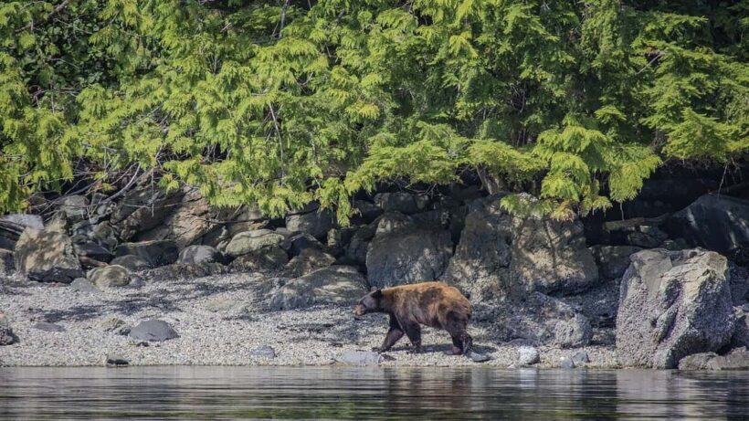 Campbell River: 7-Hour Big Animal Encounter Boat Tour - Who Will Really Love This Tour?