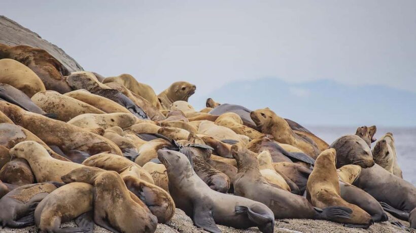 Campbell River: 7-Hour Big Animal Encounter Boat Tour - Final Thoughts