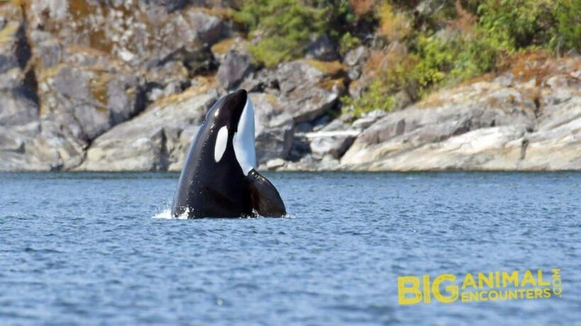 Campbell River: 7-Hour Big Animal Encounter Boat Tour - Additional Information