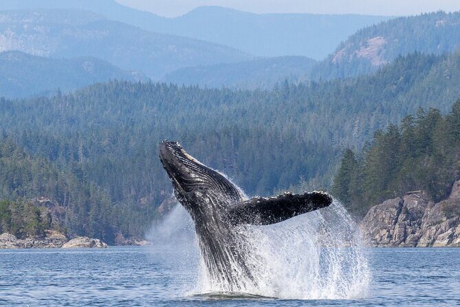 Campbell River, BC: 6 Hour Whale Watching Tour w/ Lunch Included - A Thorough Look at the Experience