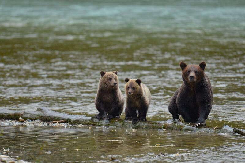 Campbell River: Bute Inlet Grizzly-Watching Tour & Boat Ride - Final Thoughts