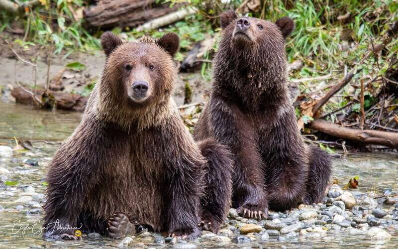 Campbell River: Full-Day Grizzly Bear Tour With Lunch - Discovering the Full-Day Grizzly Bear Tour in Campbell River: An Honest Review