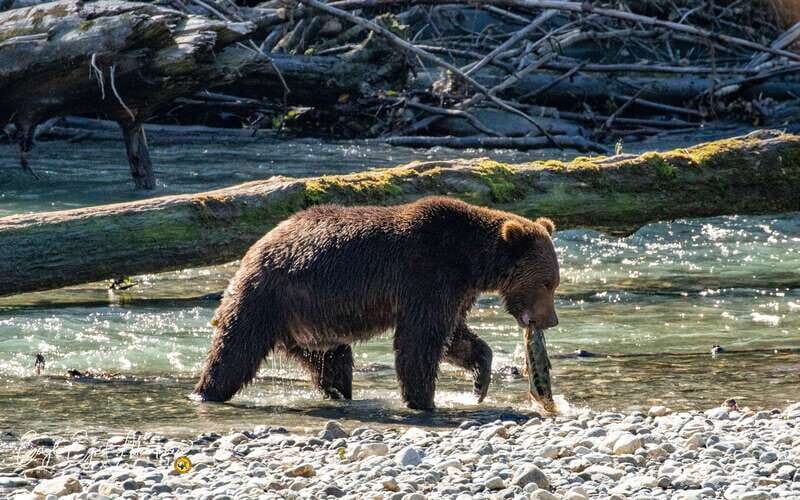 Campbell River: Full-Day Grizzly Bear Tour With Lunch - The Practical Aspects: What You Need to Know