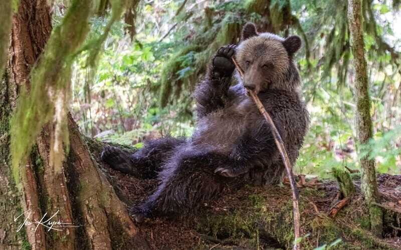 Campbell River: Full-Day Grizzly Bear Tour With Lunch - The Authenticity and Cultural Connection