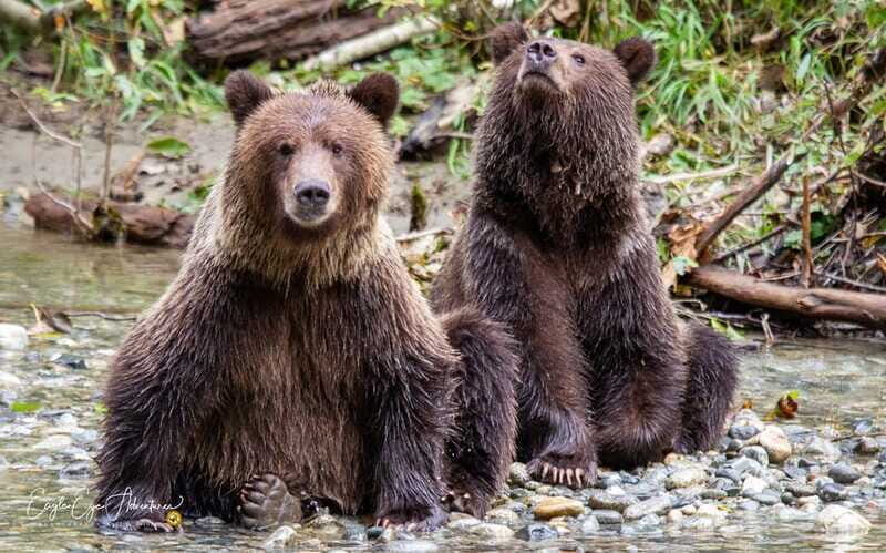 Campbell River: Full-Day Grizzly Bear Tour With Lunch - Final Thoughts: Who Will Love This Tour?