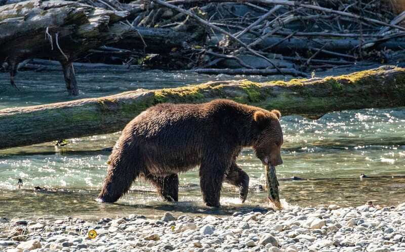 Campbell River: Full-Day Grizzly Bear Tour With Lunch - Frequently Asked Questions