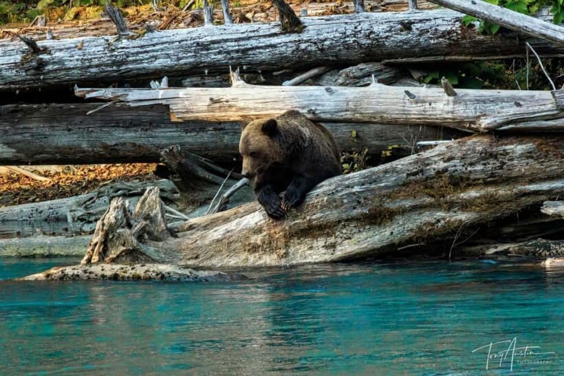 Campbell River: Grizzly Bear Expedition with Lunch - A Deep Dive into the Experience