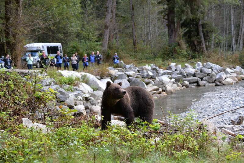 Campbell River: Grizzly Bear-Watching Tour with Lunch - An In-Depth Look at the Tour Experience
