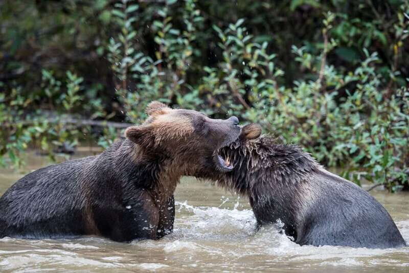 Campbell River: Grizzly Bear-Watching Tour with Lunch - FAQ