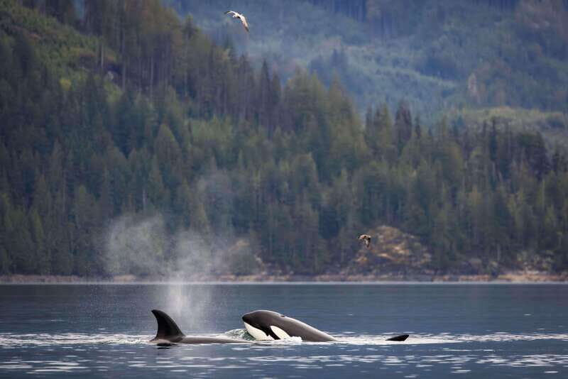 Campbell River: Kayaking and Whale Watching Tour - FAQ