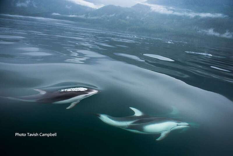 Campbell River: Salish Sea Whale Watching Adventure - An In-Depth Look at the Whale Watching Journey