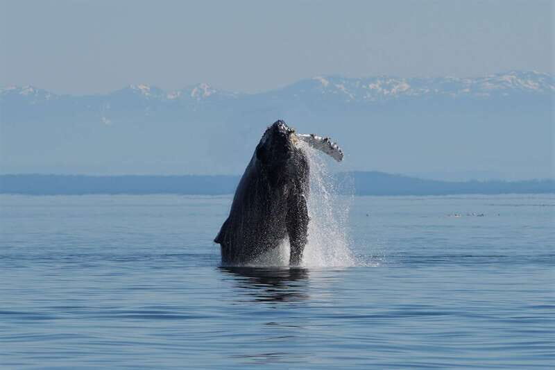 Campbell River: Salish Sea Whale Watching Adventure - The Sum Up