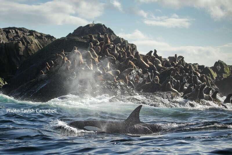 Campbell River: Salish Sea Whale Watching Adventure - FAQ
