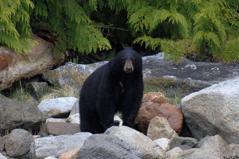 Campbell River: Spring Bear Watching & Waterfalls Boat Tour - An In-Depth Look at the Campbell River Spring Waterfalls & Bear Tour