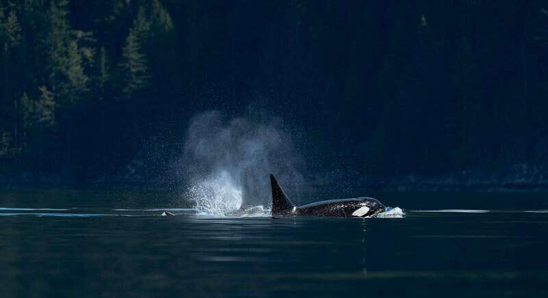 Campbell River: Whale Watching and Wildlife Viewing Day Tour - Key Points