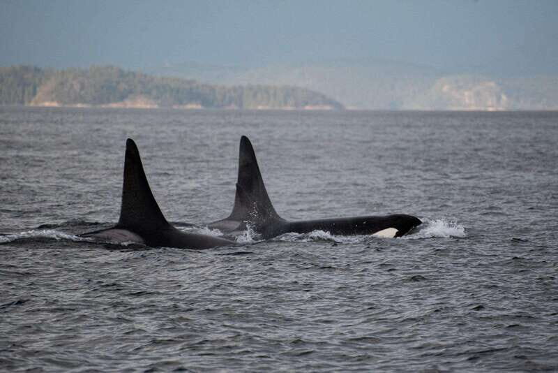 Campbell River: Whale Watching and Wildlife Viewing Day Tour - Frequently Asked Questions