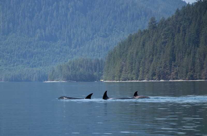 Campbell River: Whale Watching Cruise with Lunch - Final Thoughts
