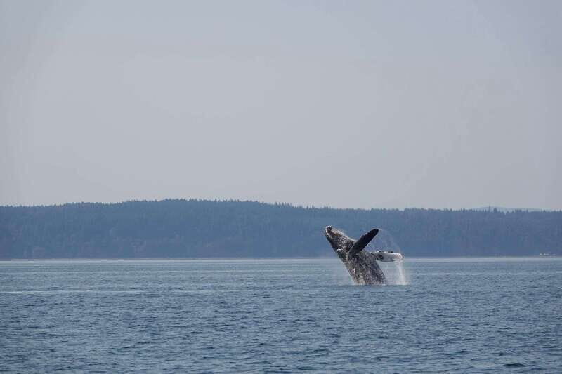 Campbell River: Whale & Wildlife Discovery Cruise - Key Points