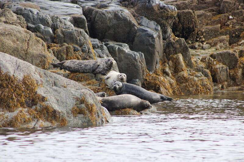 Campbell River: Whale & Wildlife Discovery Cruise - Starting Point and Logistics