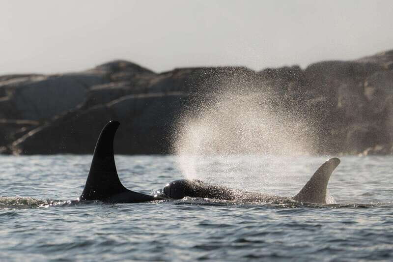 Campbell River: Whale & Wildlife Discovery Cruise - What You’ll Experience During the Tour