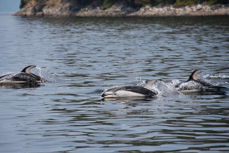 Campbell River: Whale & Wildlife Discovery Cruise - Personal Experiences and Practical Tips